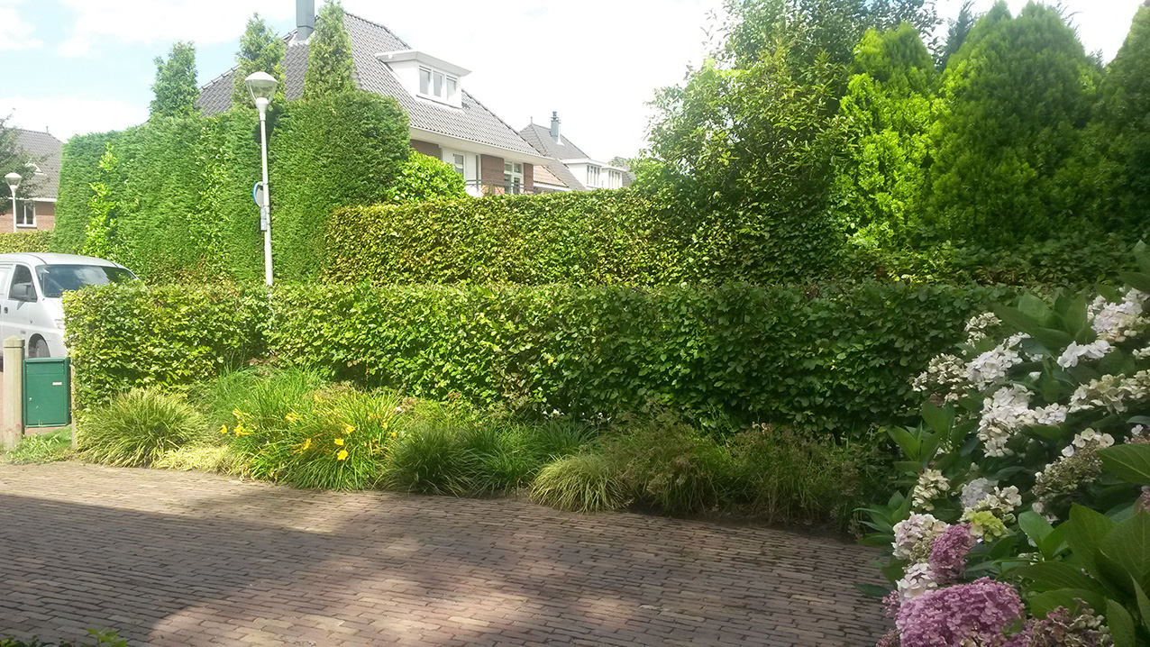 Voorschoten tuinonderhoud haag snoeien en in hoogte terugbrengen