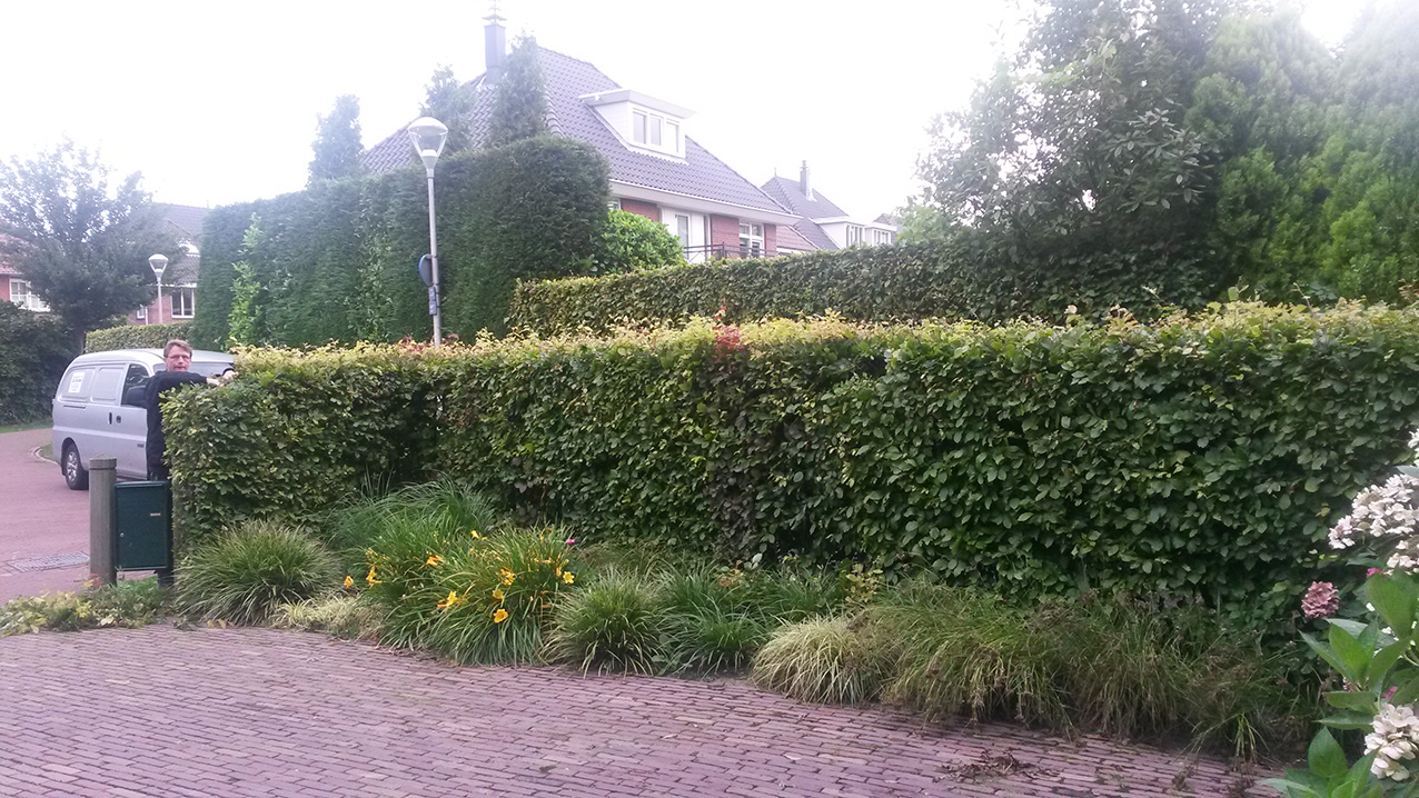 Voorschoten tuinonderhoud haag snoeien en in hoogte terugbrengen